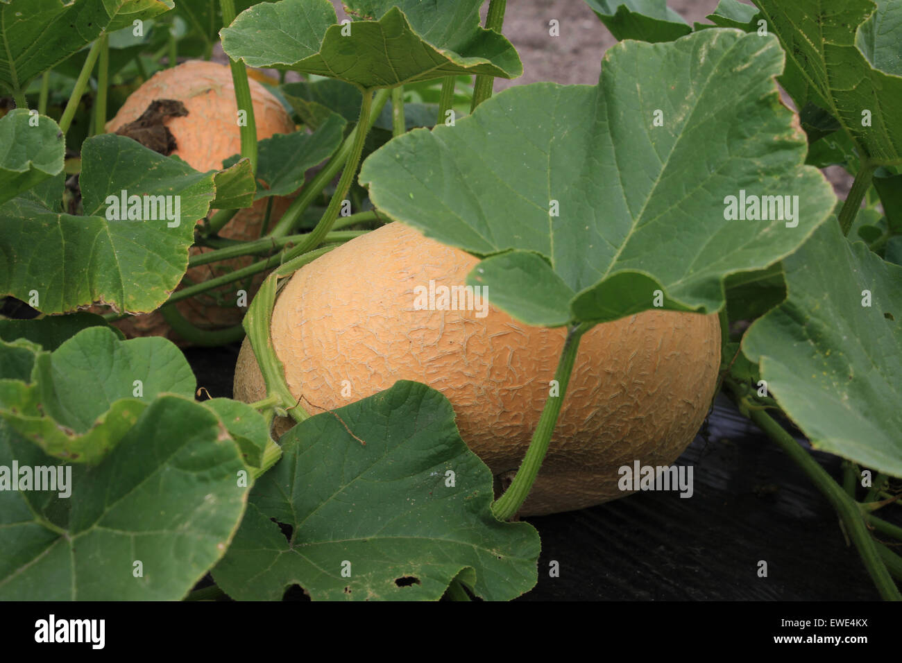 Close-up of two large squash in a vegetable patch Stock Photo - Alamy