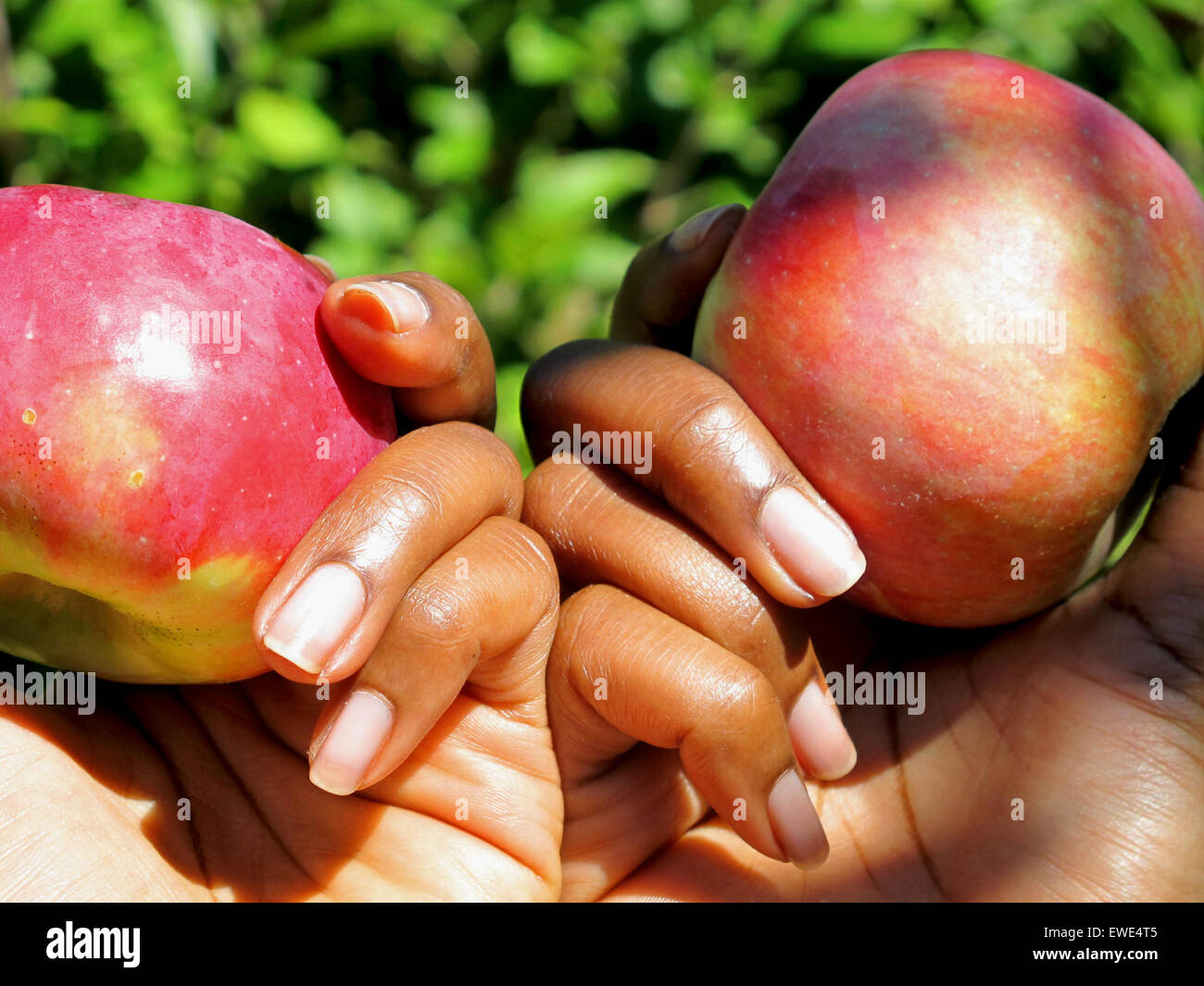 Hands holding freshly picked apples Stock Photo - Alamy