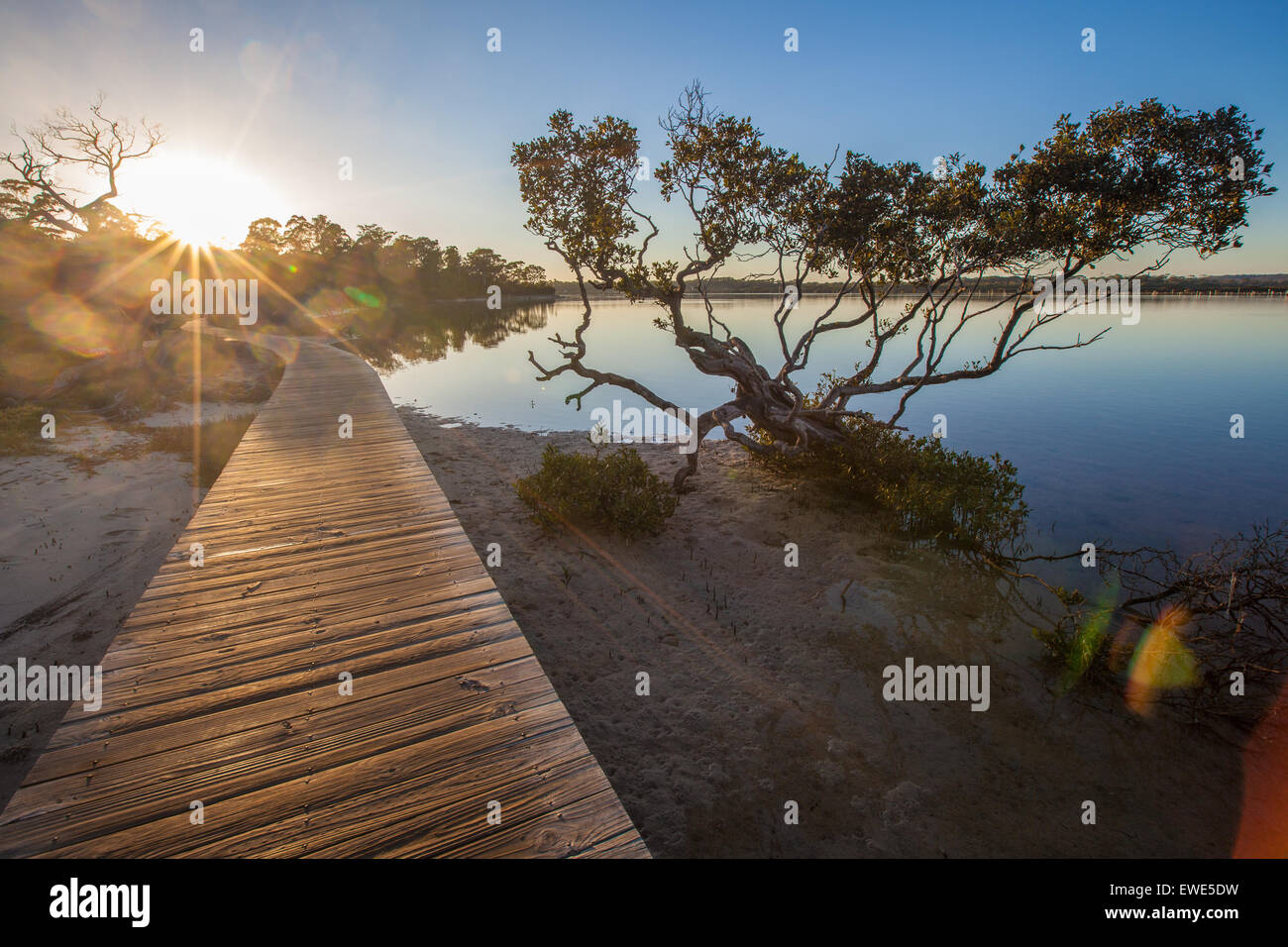 Lake victoria vegetation hi-res stock photography and images - Alamy