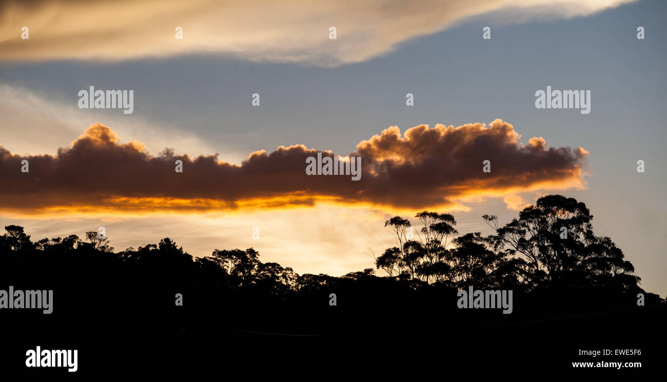 Sunset and gum tree hi-res stock photography and images - Alamy