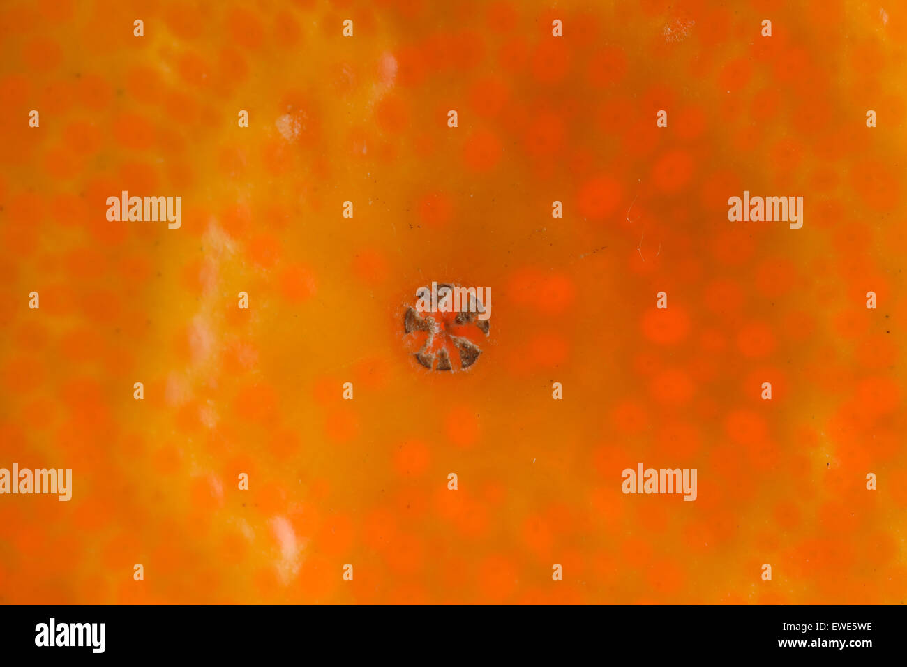 Extreme closeup of a clementine Stock Photo - Alamy