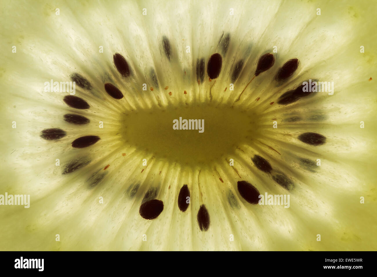 One back lit slice of golden kiwi Stock Photo - Alamy