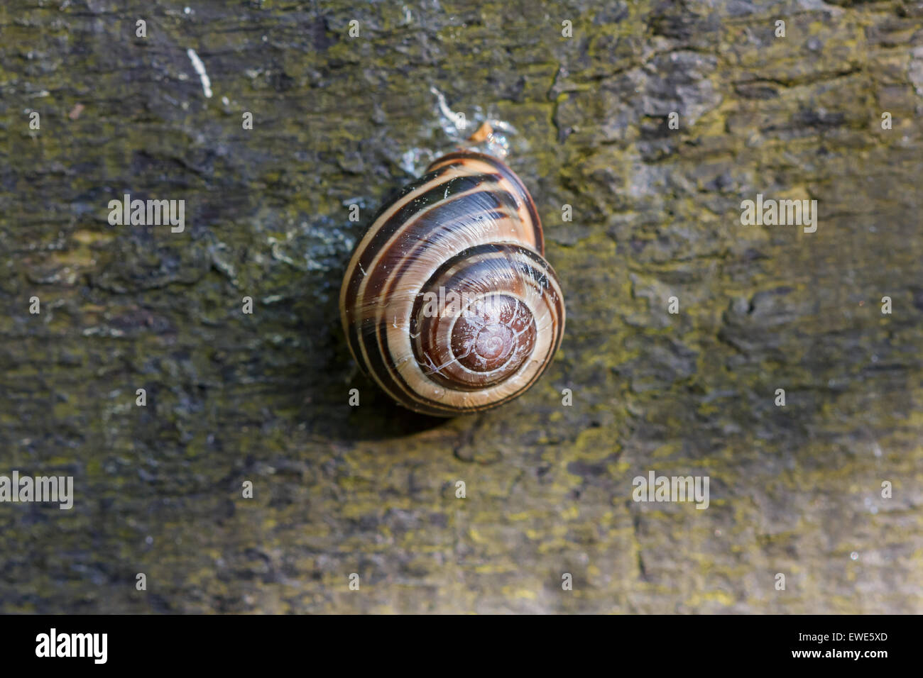 One brown snail shell Stock Photo - Alamy
