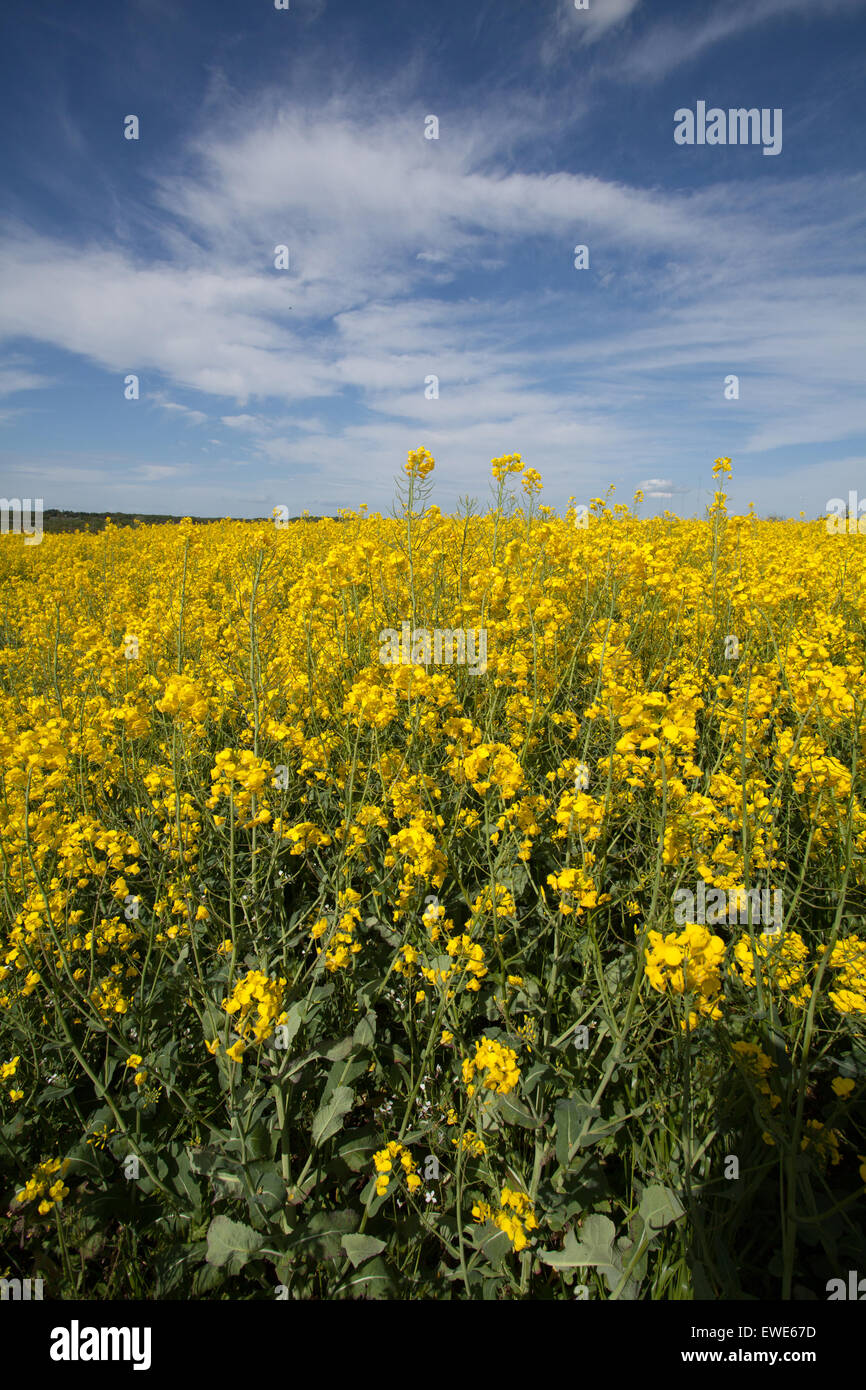 Yellow oil rapeseed hi-res stock photography and images - Alamy
