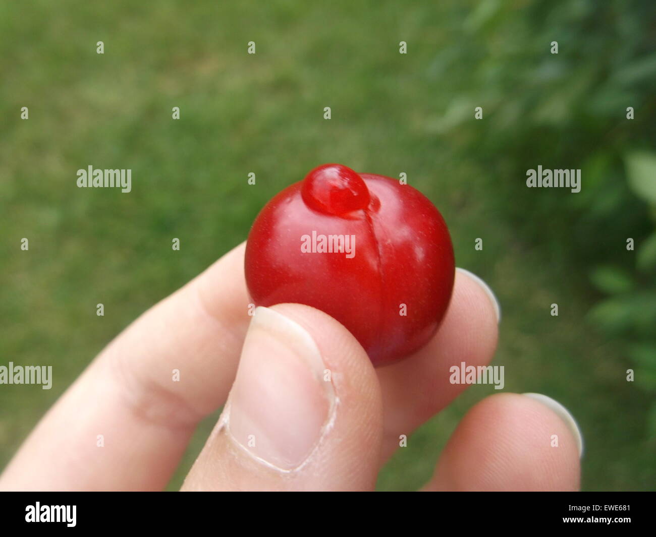 Cherry in fingers Stock Photo - Alamy