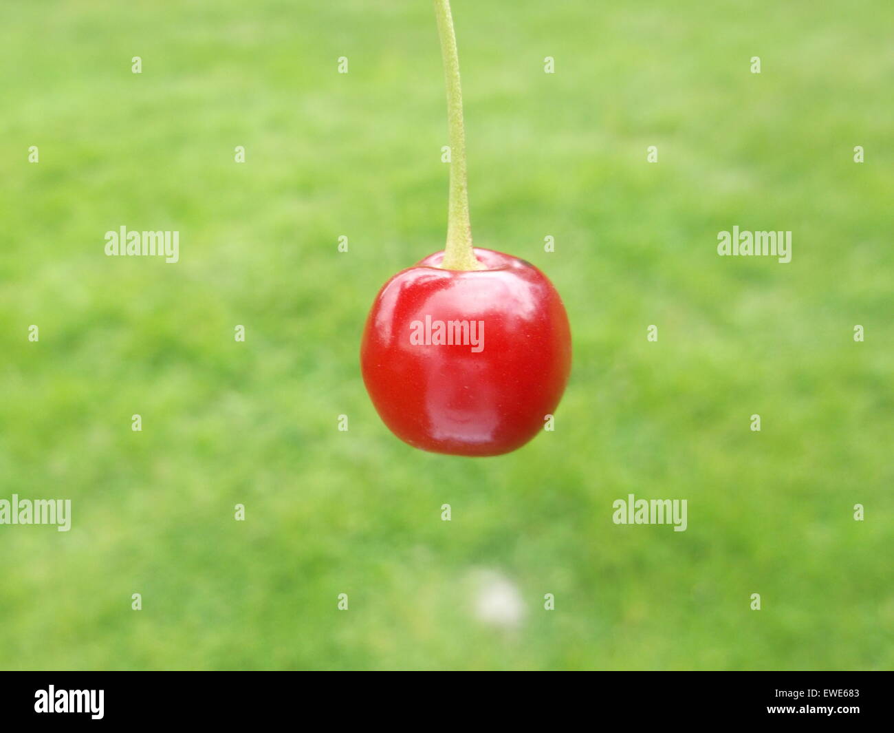 One cherry on a background of green Stock Photo - Alamy