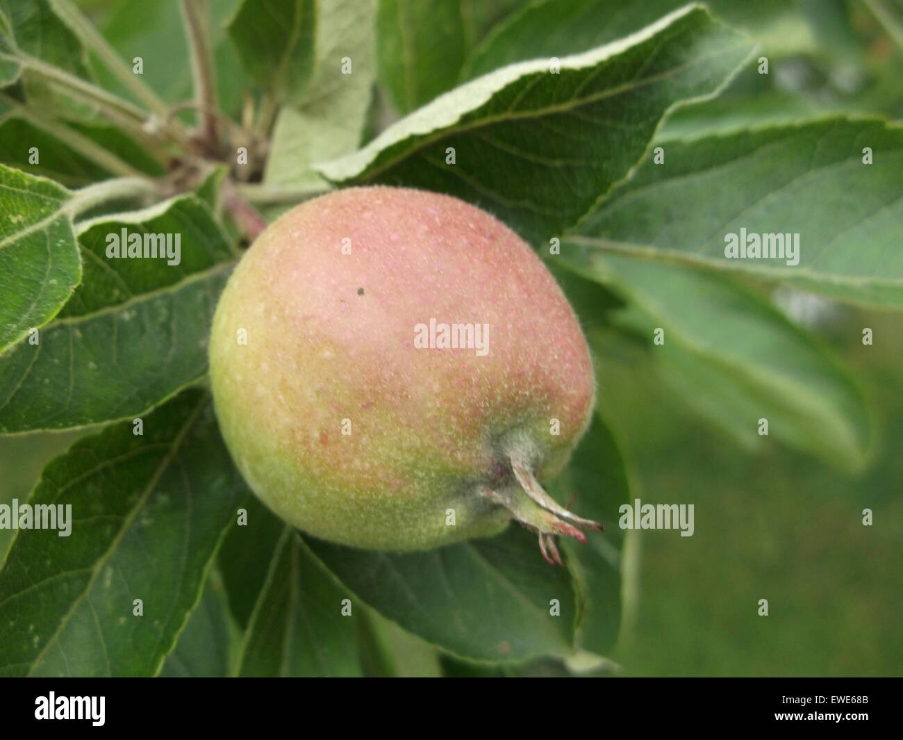 Apple on the tree Stock Photo - Alamy