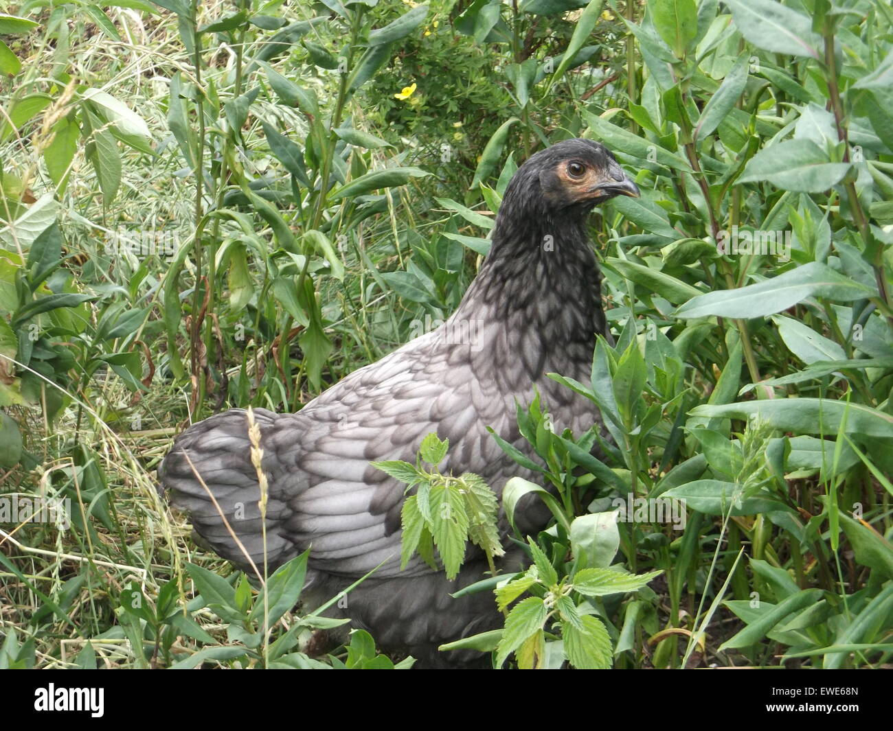 Hen Chicken on the farm Stock Photo - Alamy