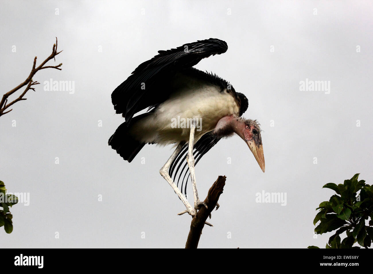 A marabou stock pictured in Mbarara, western Uganda. The bird is a ...