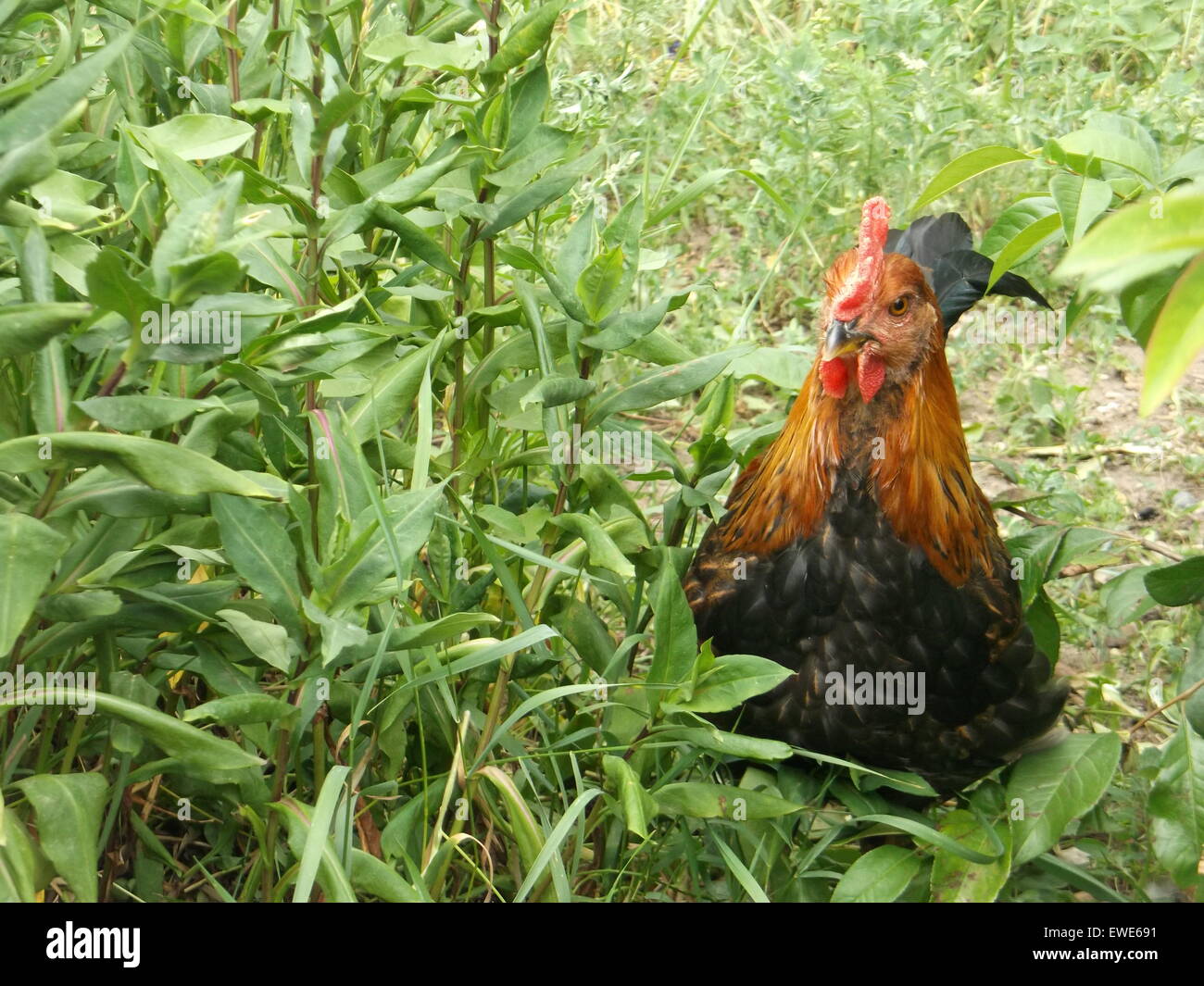 Hen Chicken on the farm Stock Photo - Alamy