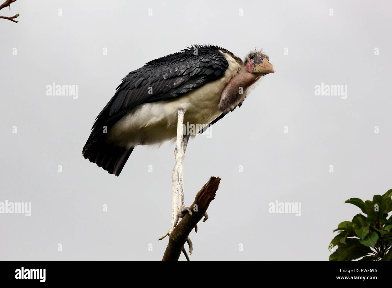 A marabou stock pictured in Mbarara, western Uganda. The bird is a ...