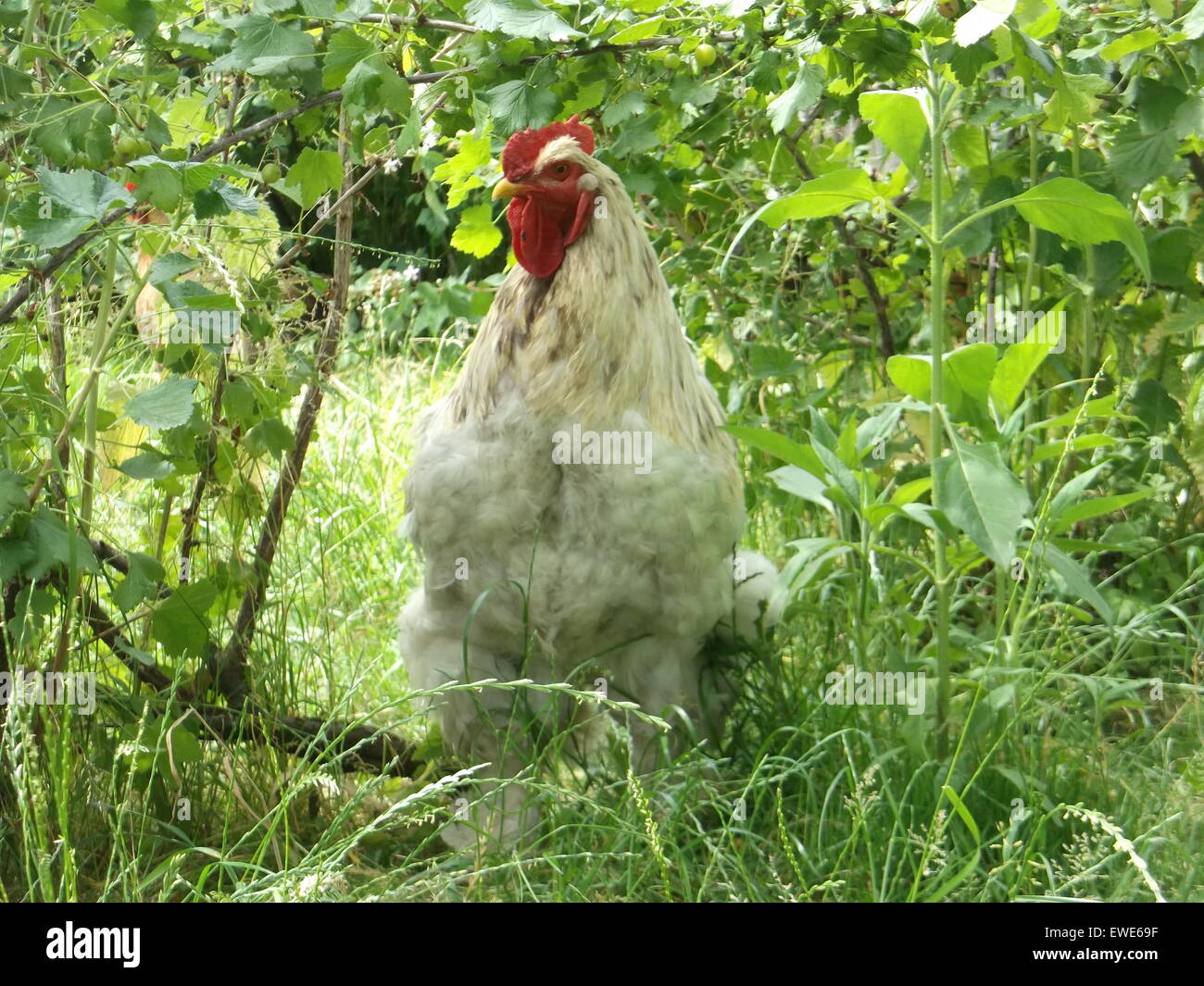 Hen Chicken on the farm Stock Photo - Alamy