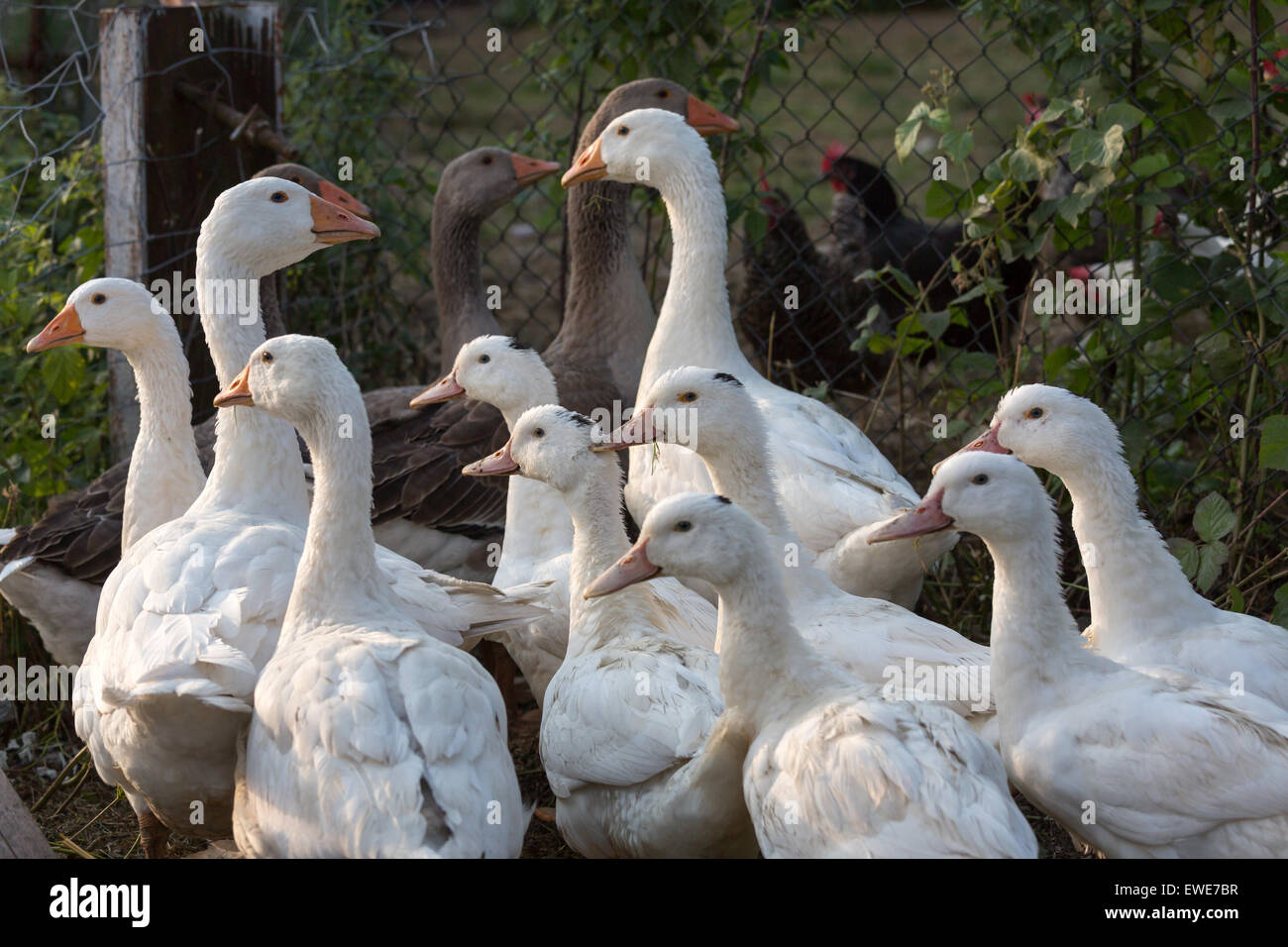 Reinhard, Germany, white and gray geese in a gate of a farm Stock Photo ...