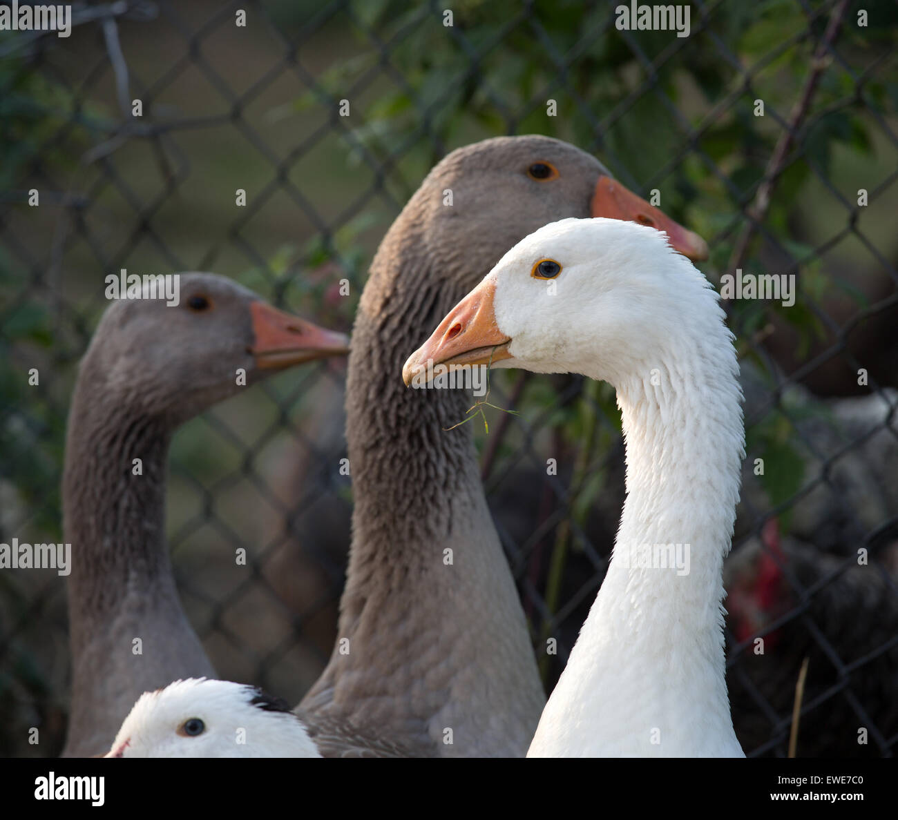 Reinhard, Germany, white and gray geese in a gate of a farm Stock Photo ...