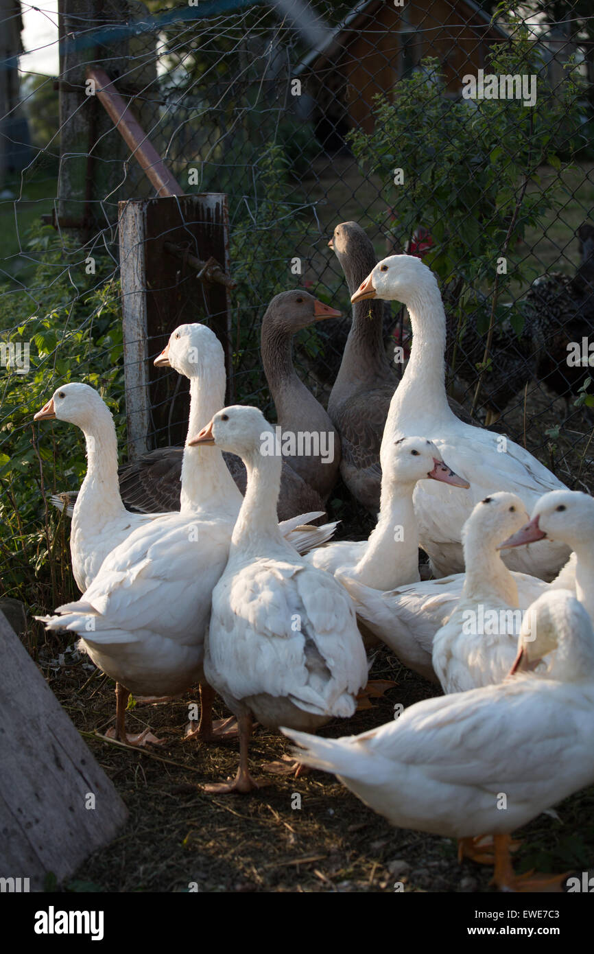 Reinhard, Germany, white and gray geese in a gate of a farm Stock Photo ...