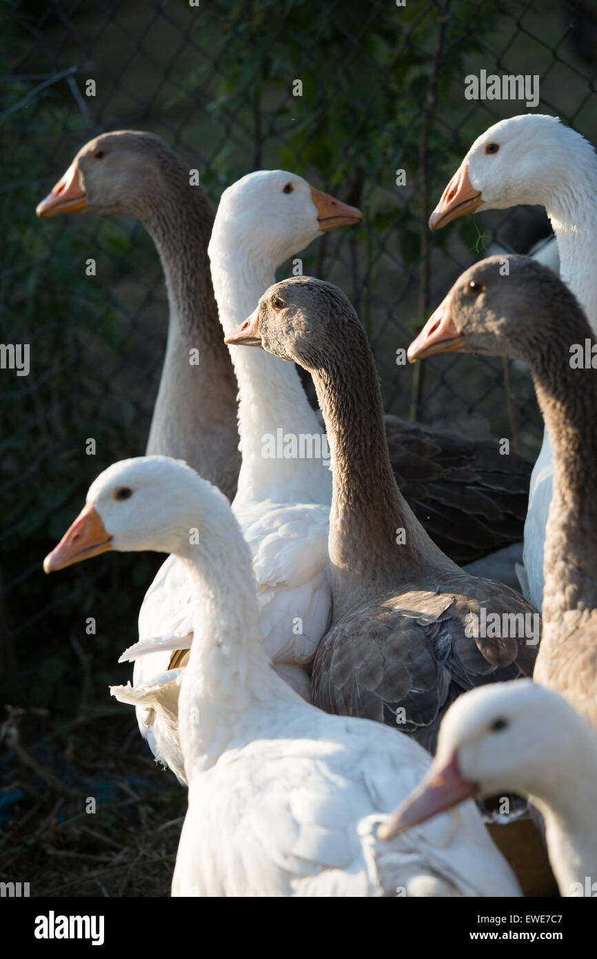 Reinhard, Germany, white and gray geese in a gate of a farm Stock Photo ...