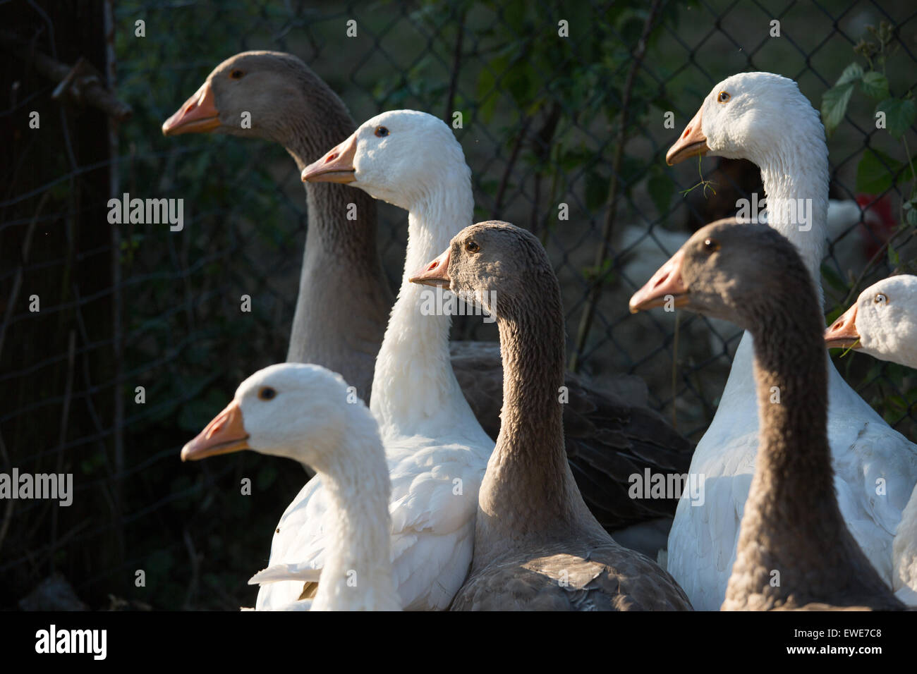 Reinhard, Germany, white and gray geese in a gate of a farm Stock Photo ...