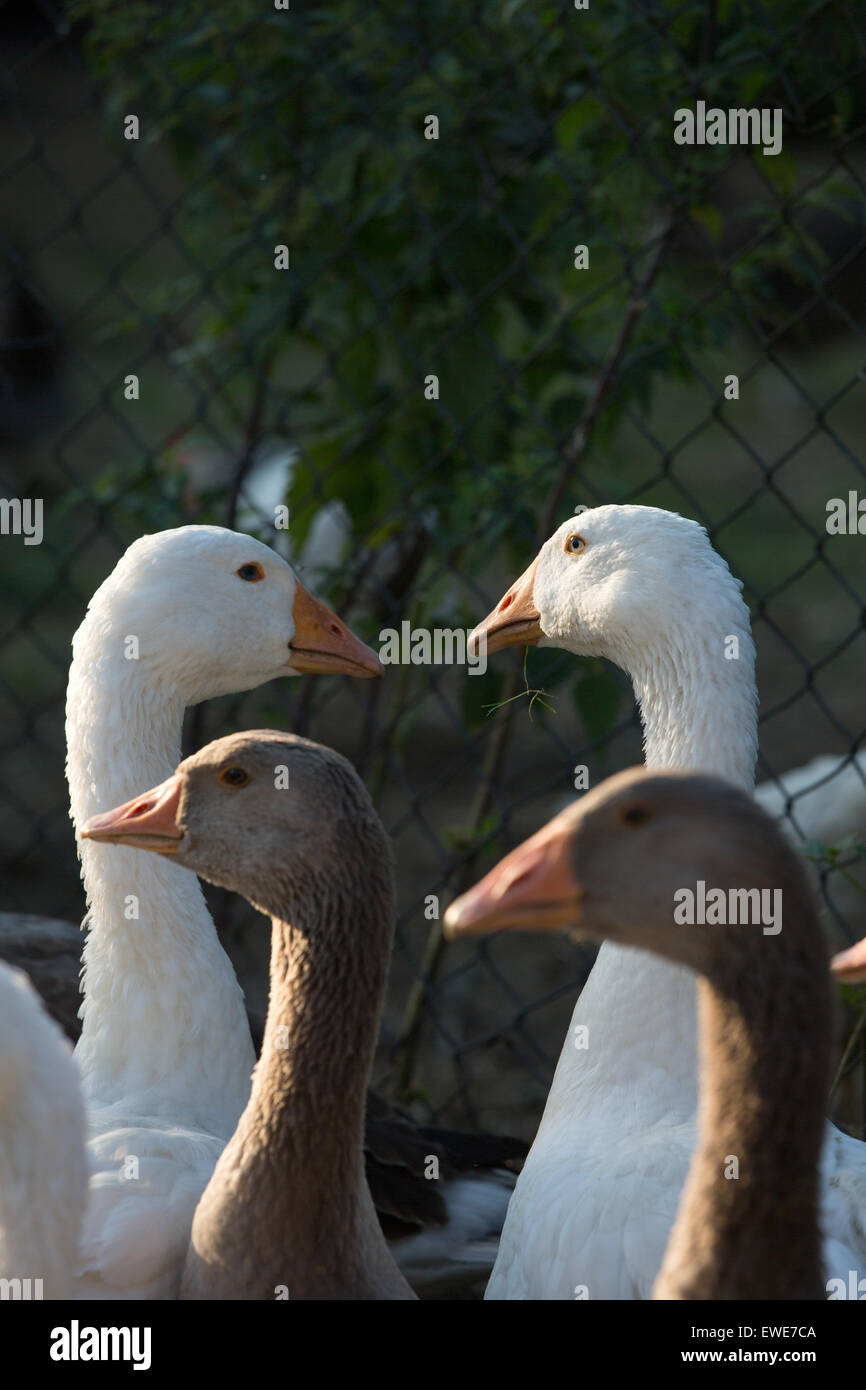 Reinhard, Germany, white and gray geese in a gate of a farm Stock Photo ...