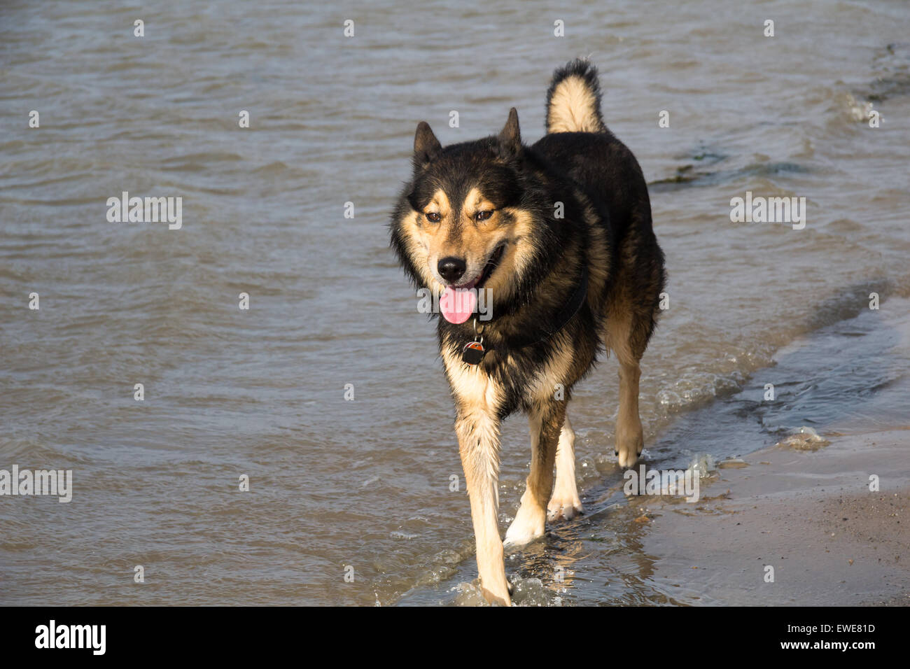 Shepherd husky mix hi-res stock photography and images - Alamy