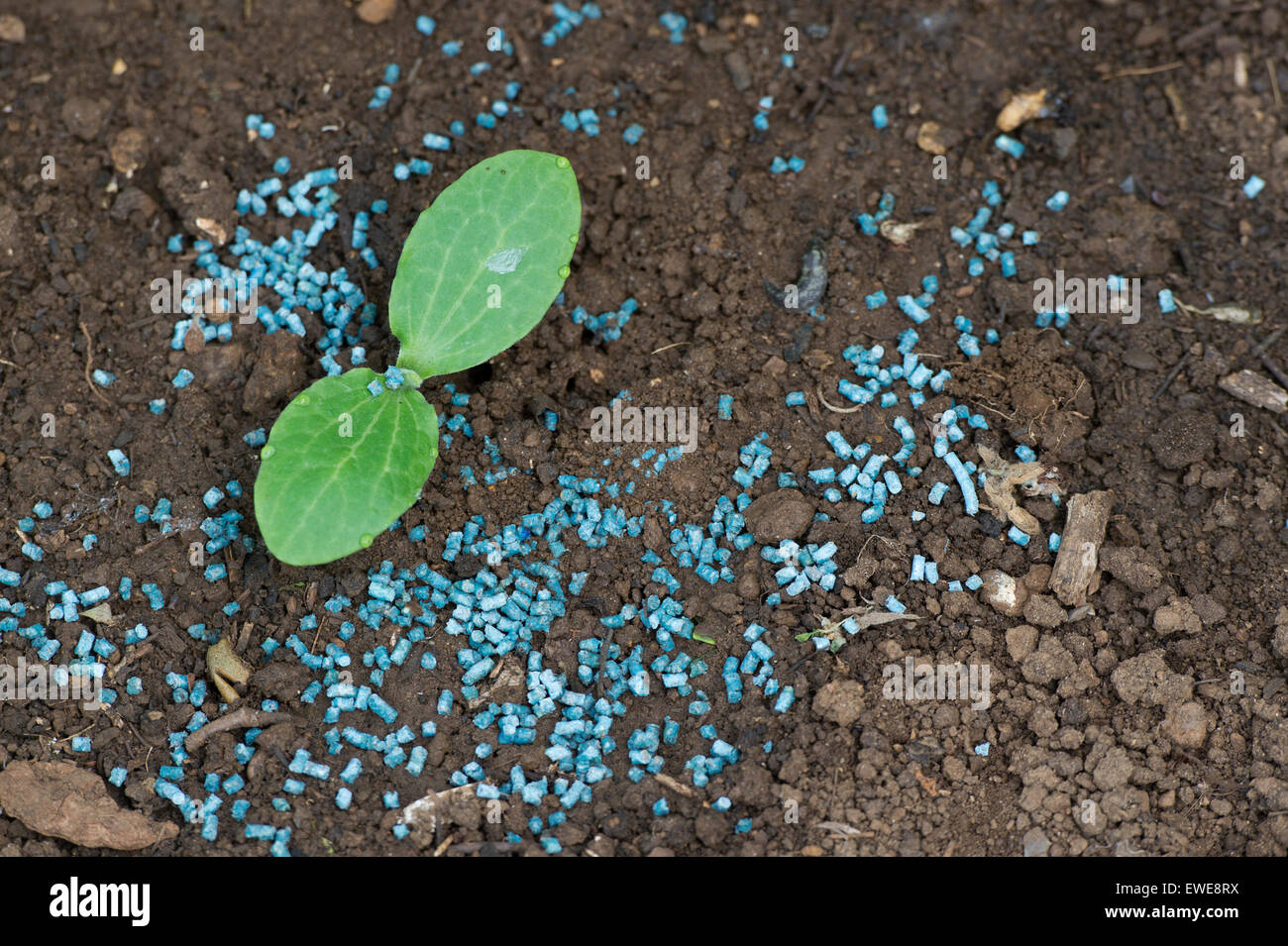 Slug pellets hi-res stock photography and images - Alamy