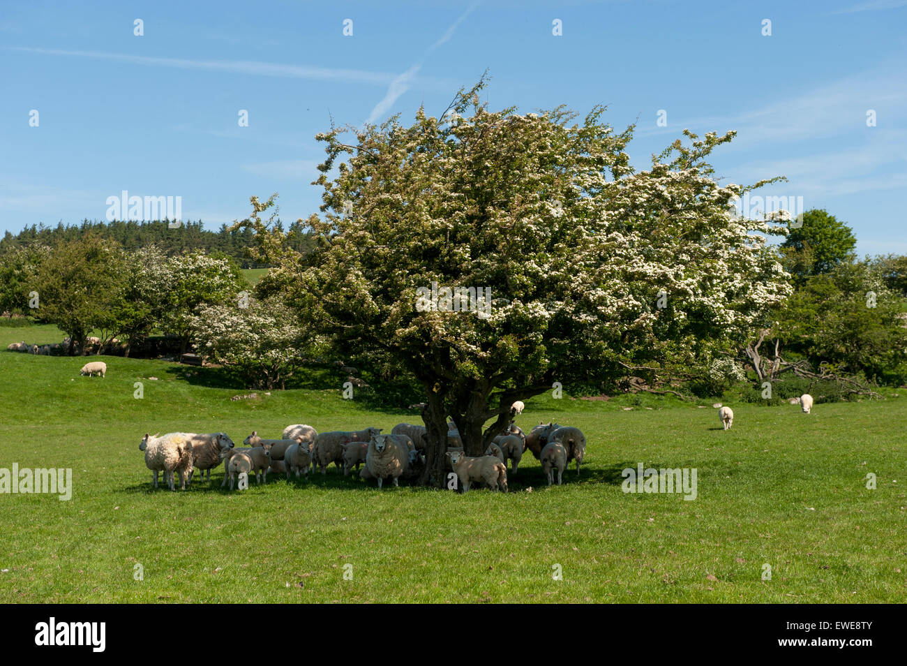 Sheep shelter from heat hi-res stock photography and images - Alamy