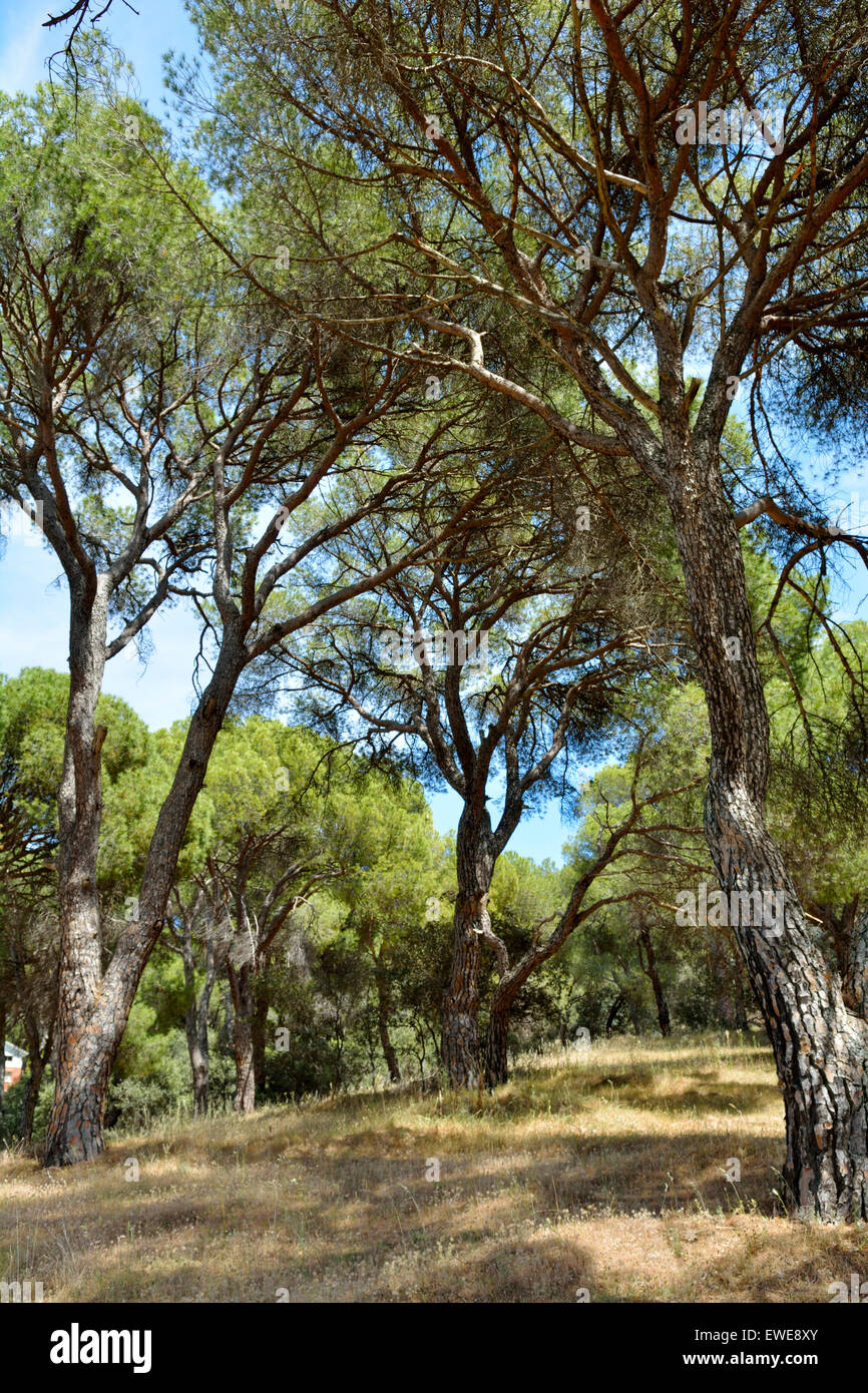 Pine forest of “stone pine”, “parasol pine” or “umbrella pine” trees ...
