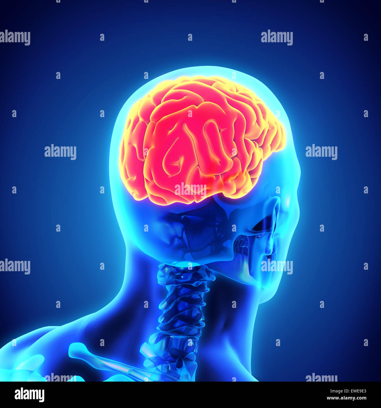 Human Brain Anatomy Stock Photo - Alamy