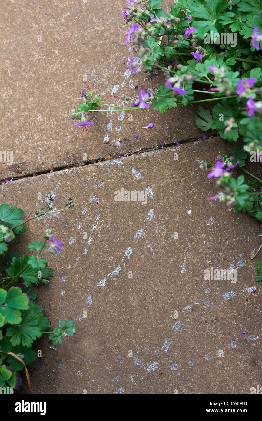 Garden snail slime tracks on a garden path Stock Photo - Alamy
