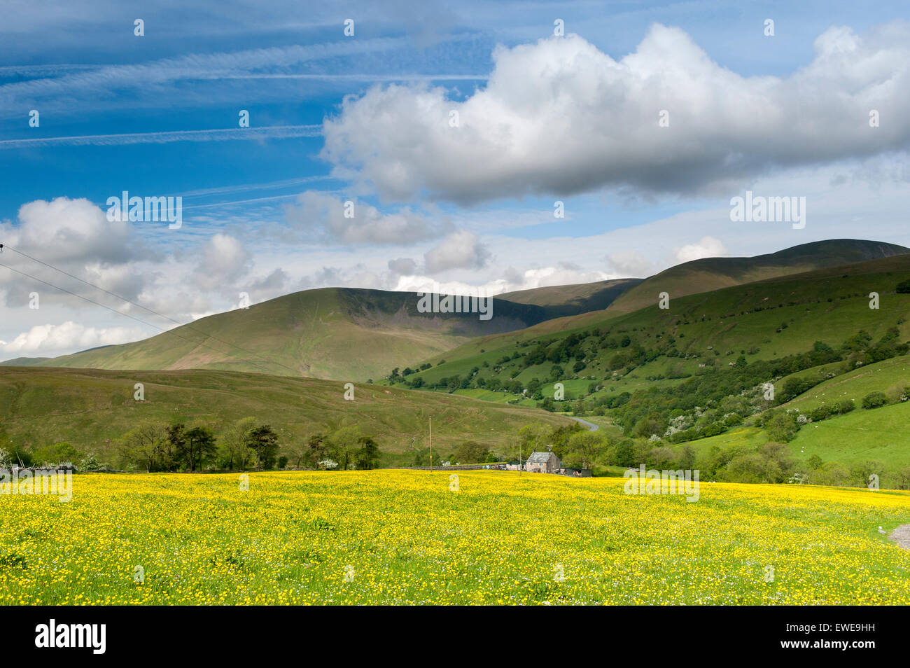 Wildflower meadow in the Howgills, in Fell End near Ravenstonedale ...