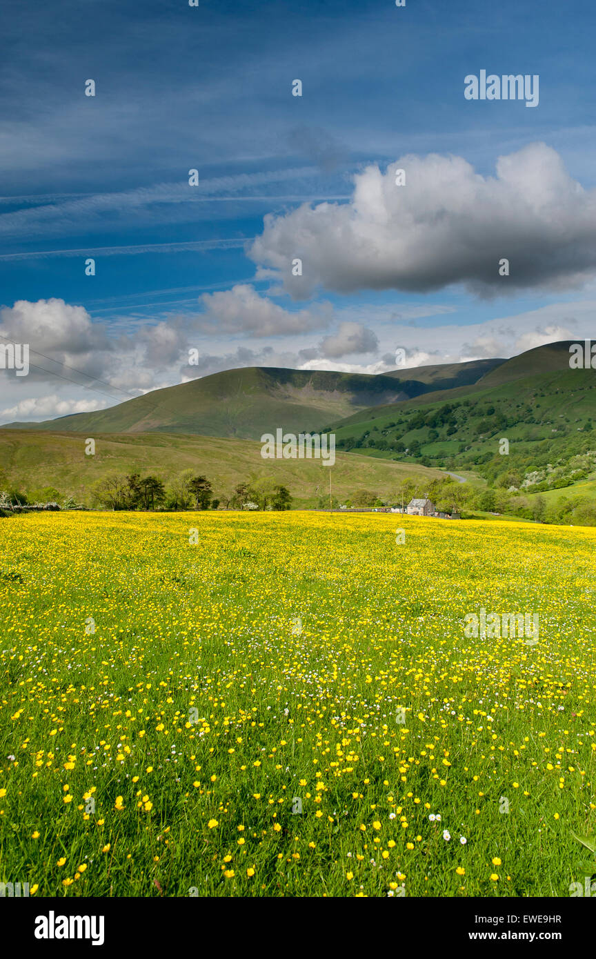 Wildflower meadow in the Howgills, in Fell End near Ravenstonedale ...
