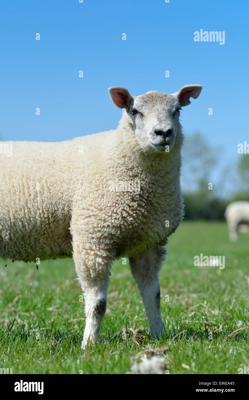 Beltex Sheep Lamb High Resolution Stock Photography and Images - Alamy