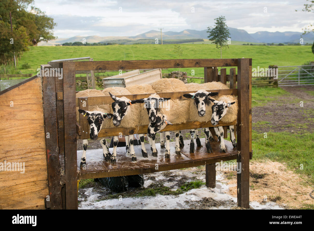 Sheep washing hi-res stock photography and images - Alamy