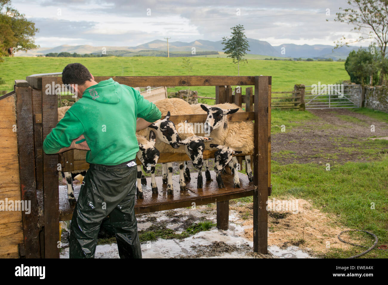 Sheep washing hi-res stock photography and images - Alamy