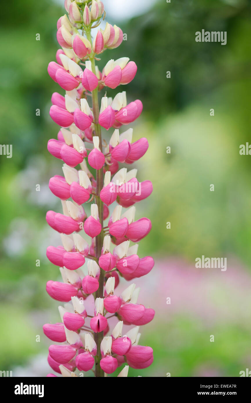 Lupinus. Pink and cream Lupin flower Stock Photo - Alamy