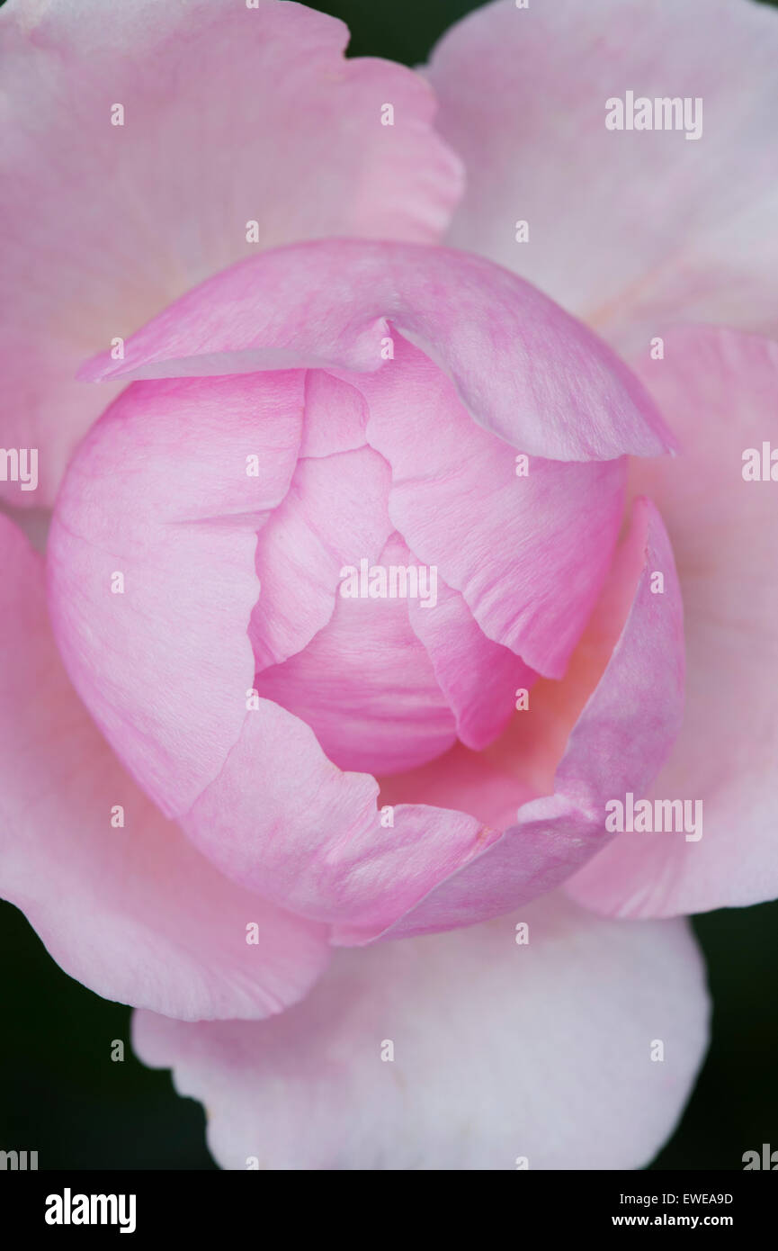 Pink rose bud hi-res stock photography and images - Alamy