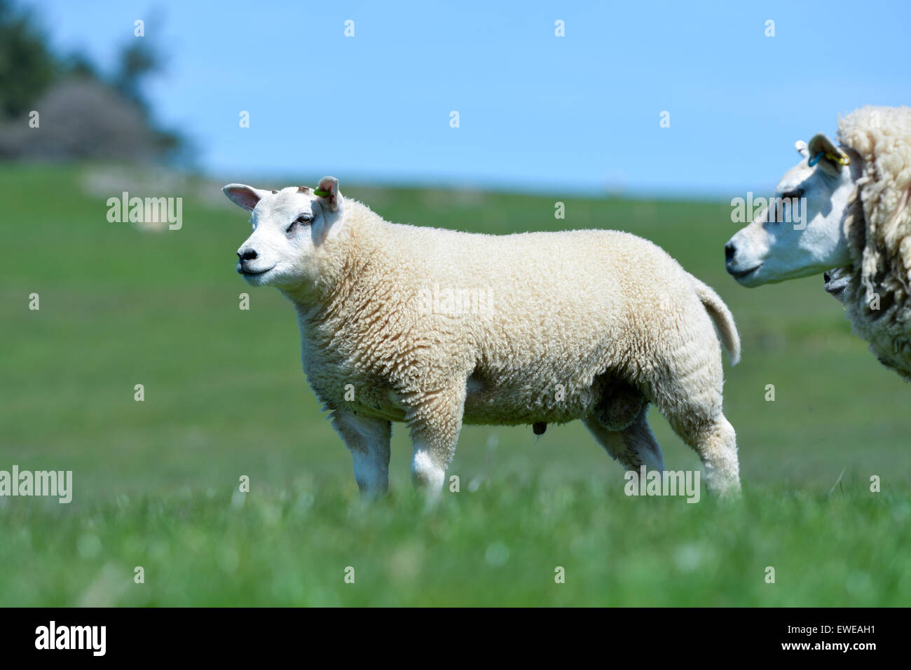 Beltex ram lamb in pasture, Cumbria, UK Stock Photo - Alamy