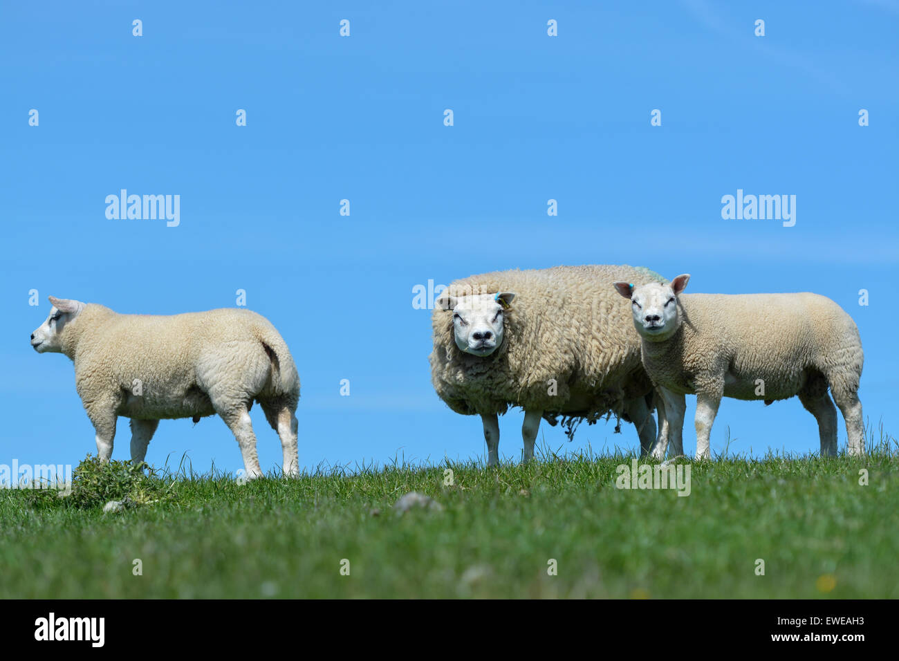 Pure bred sheep hi-res stock photography and images - Alamy