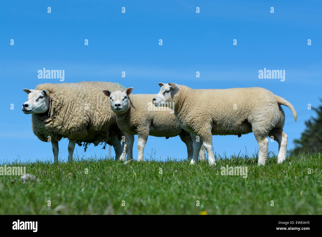 Beltex ewes with pure bred lambs at foot. Cumbria, UK Stock Photo - Alamy