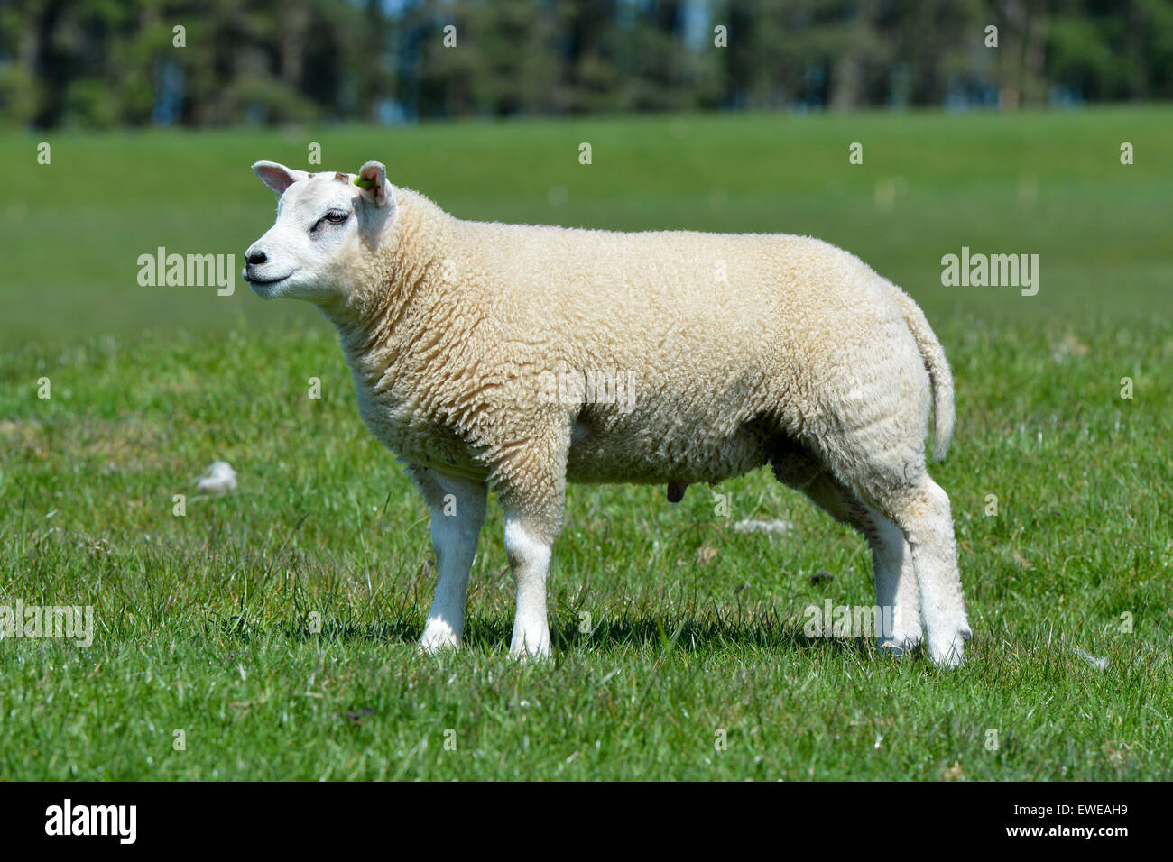 Beltex ram lamb in pasture, Cumbria, UK Stock Photo - Alamy