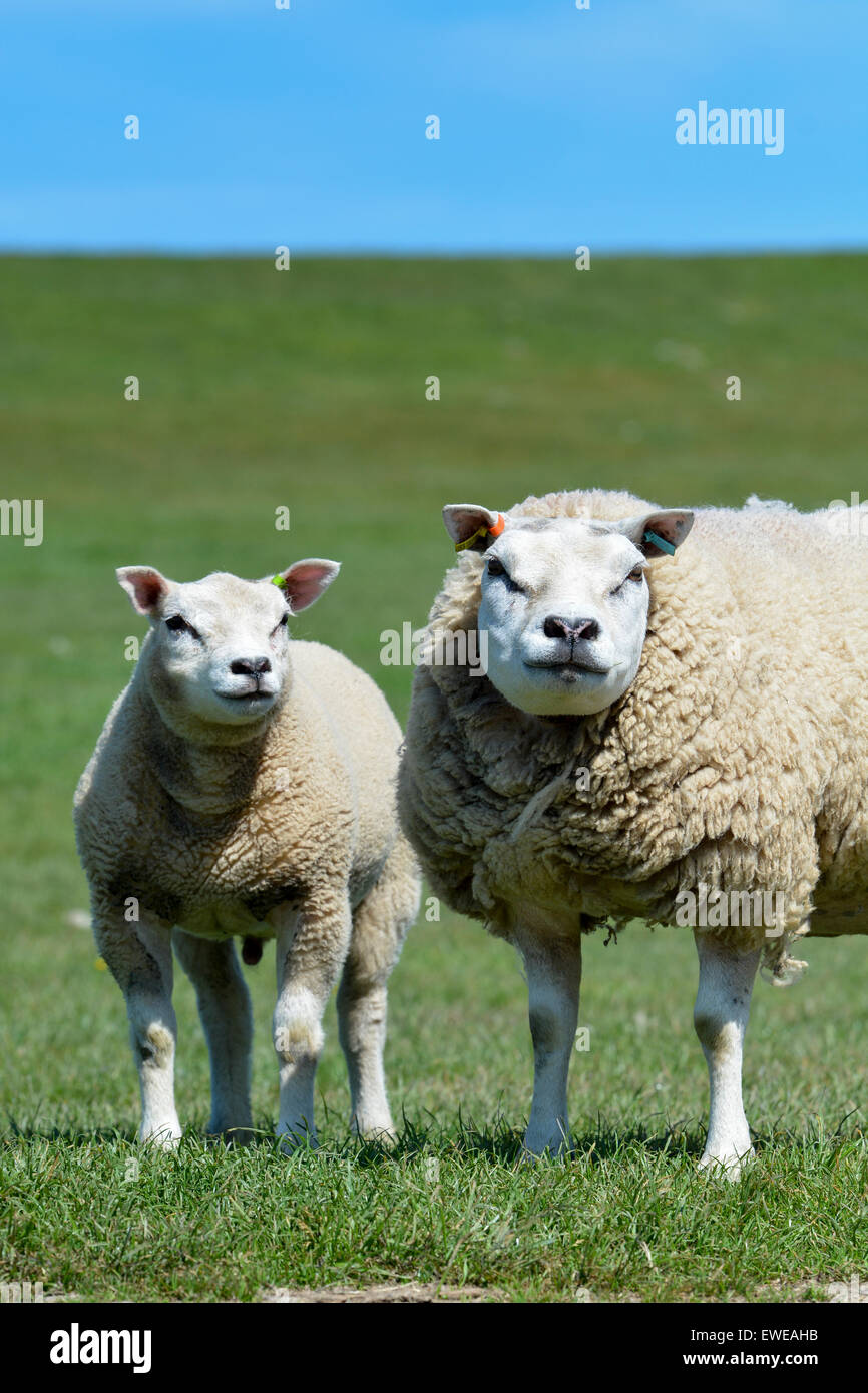 Beltex ewes with pure bred lambs at foot. Cumbria, UK Stock Photo - Alamy