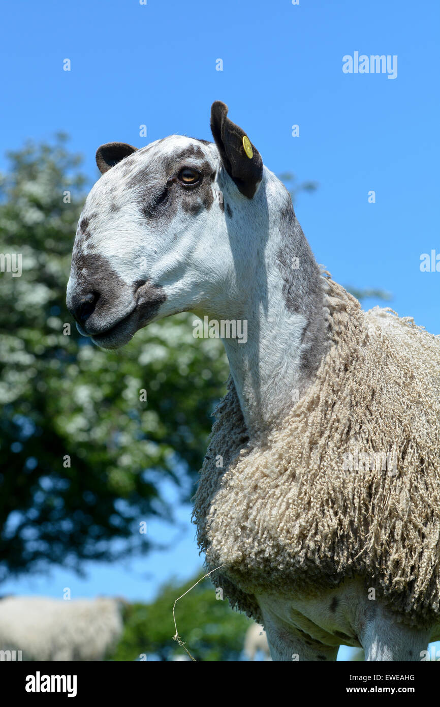 Close up of a Blue Faced Leicester ram, a fine woolled breed used in ...
