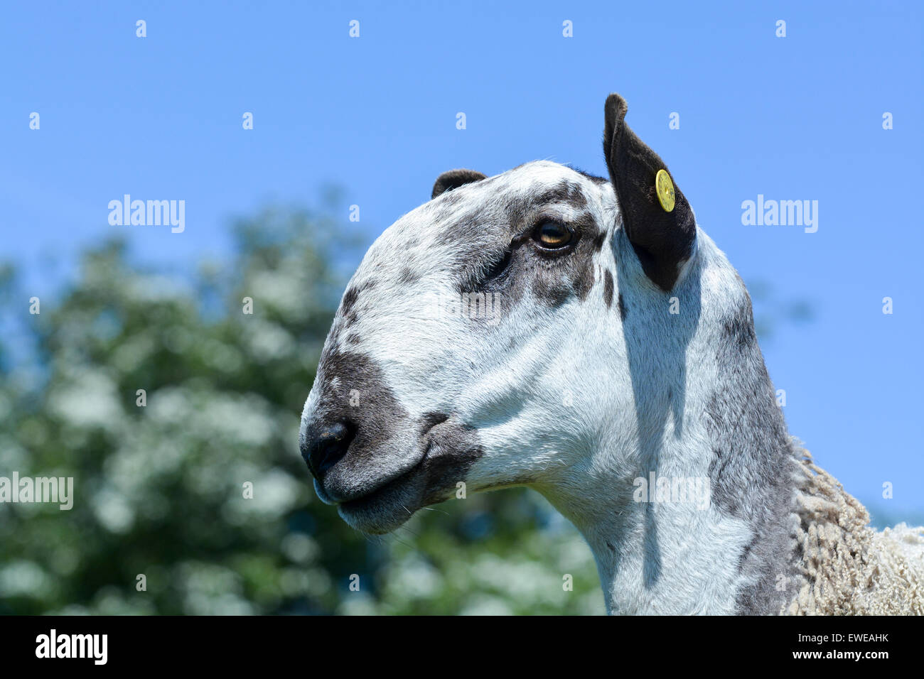 Close up of a Blue Faced Leicester ram, a fine woolled breed used in ...