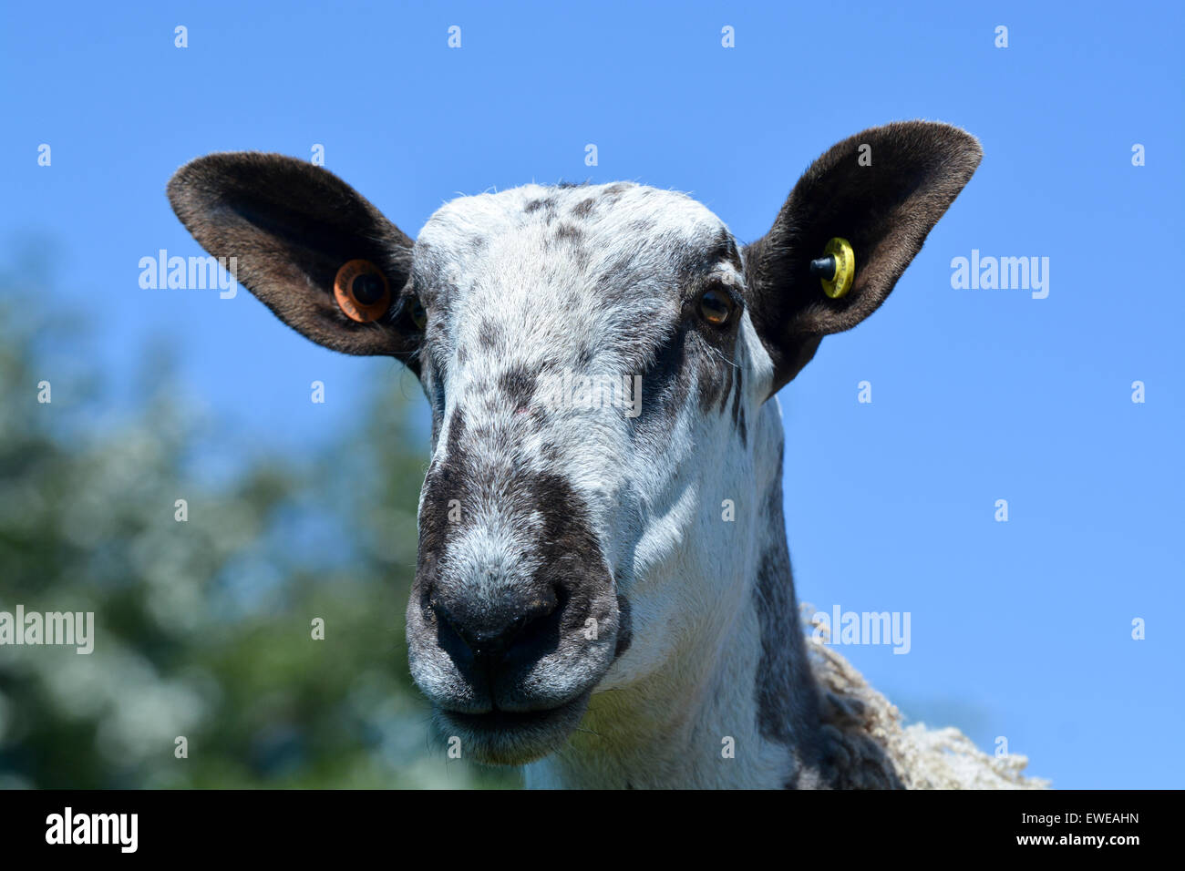Close up of a Blue Faced Leicester ram, a fine woolled breed used in ...
