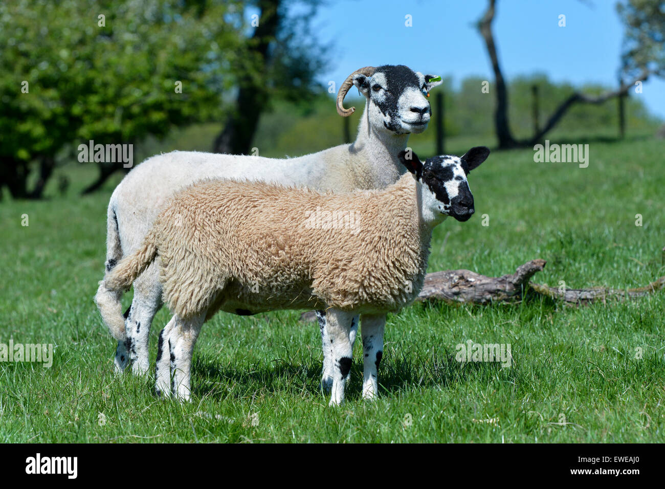 Mule Ewe Swaledale Blue Faced Leicester High Resolution Stock ...