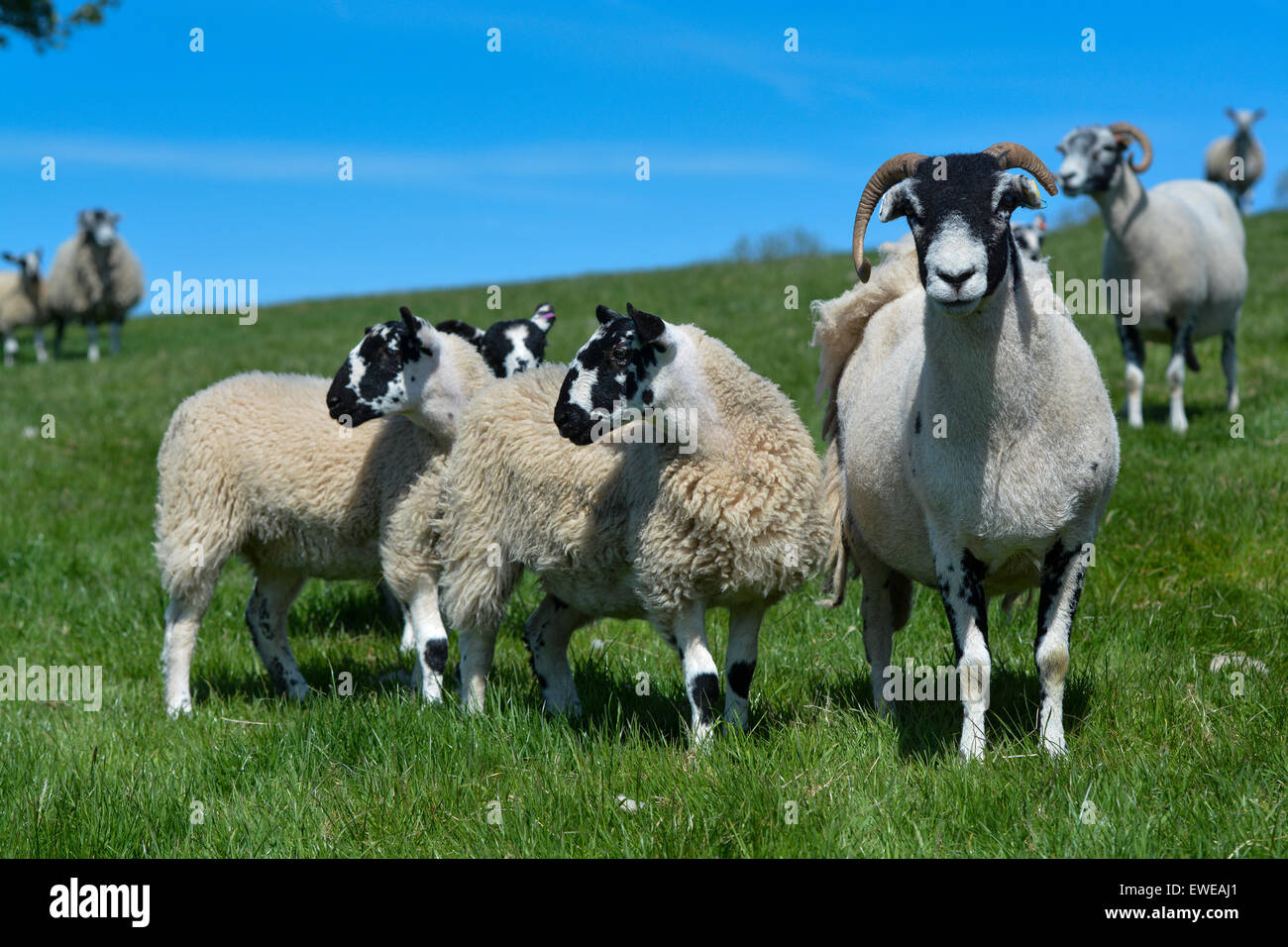 Mule Ewe Swaledale Blue Faced Leicester High Resolution Stock ...