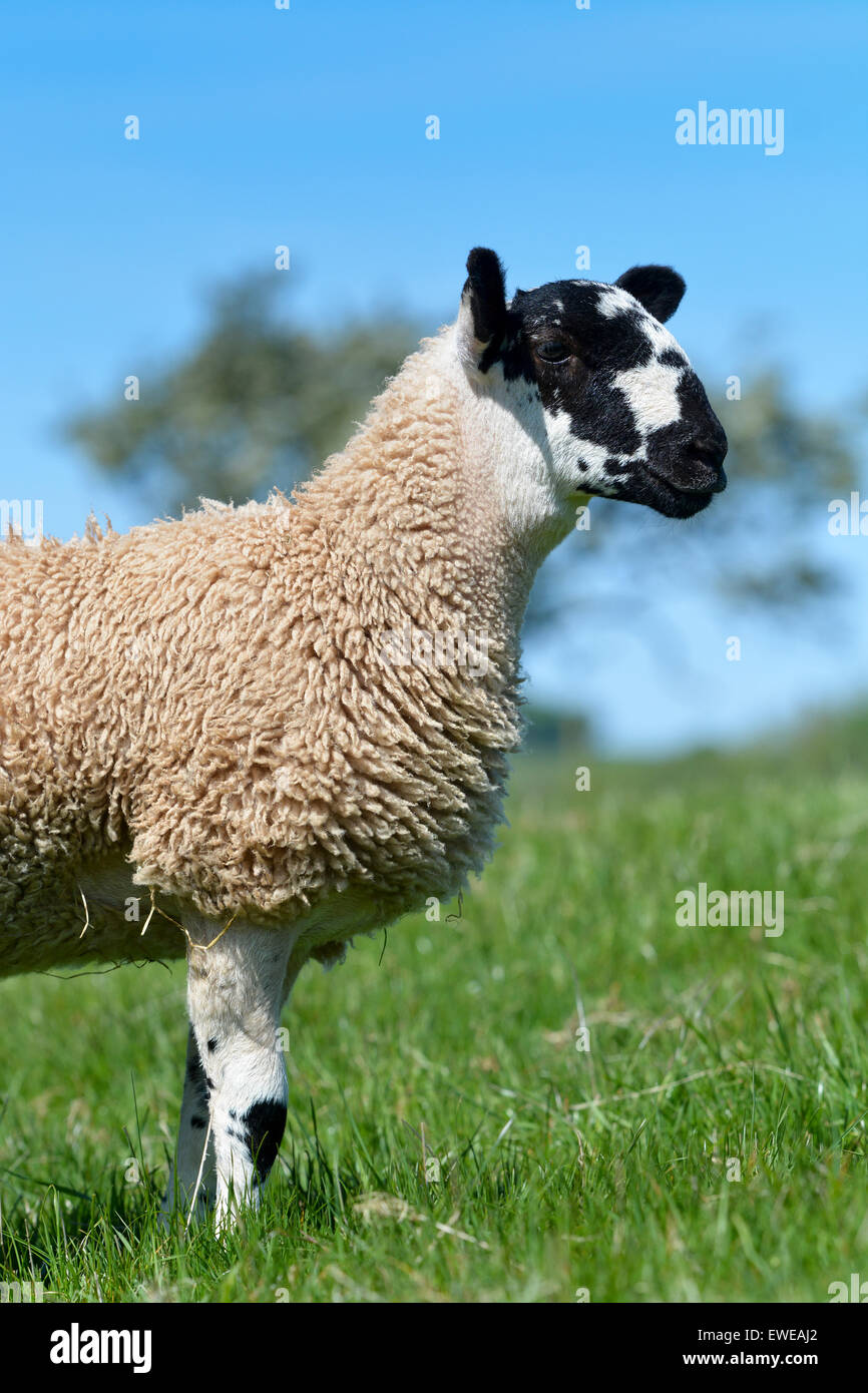 Swaledale mule and lamb hi-res stock photography and images - Alamy