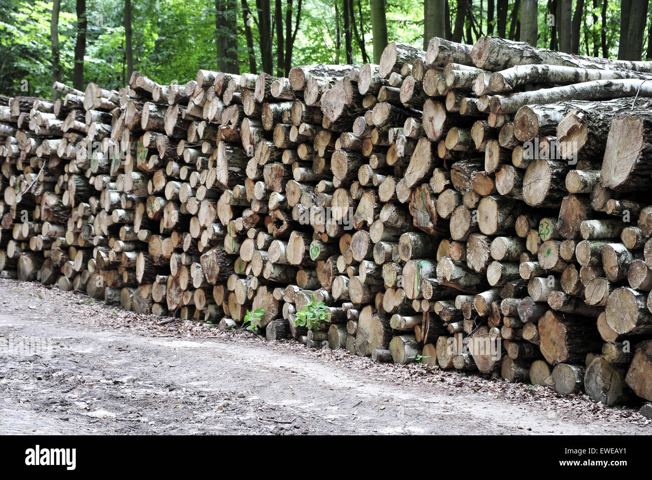 Stacking tree hi-res stock photography and images - Alamy