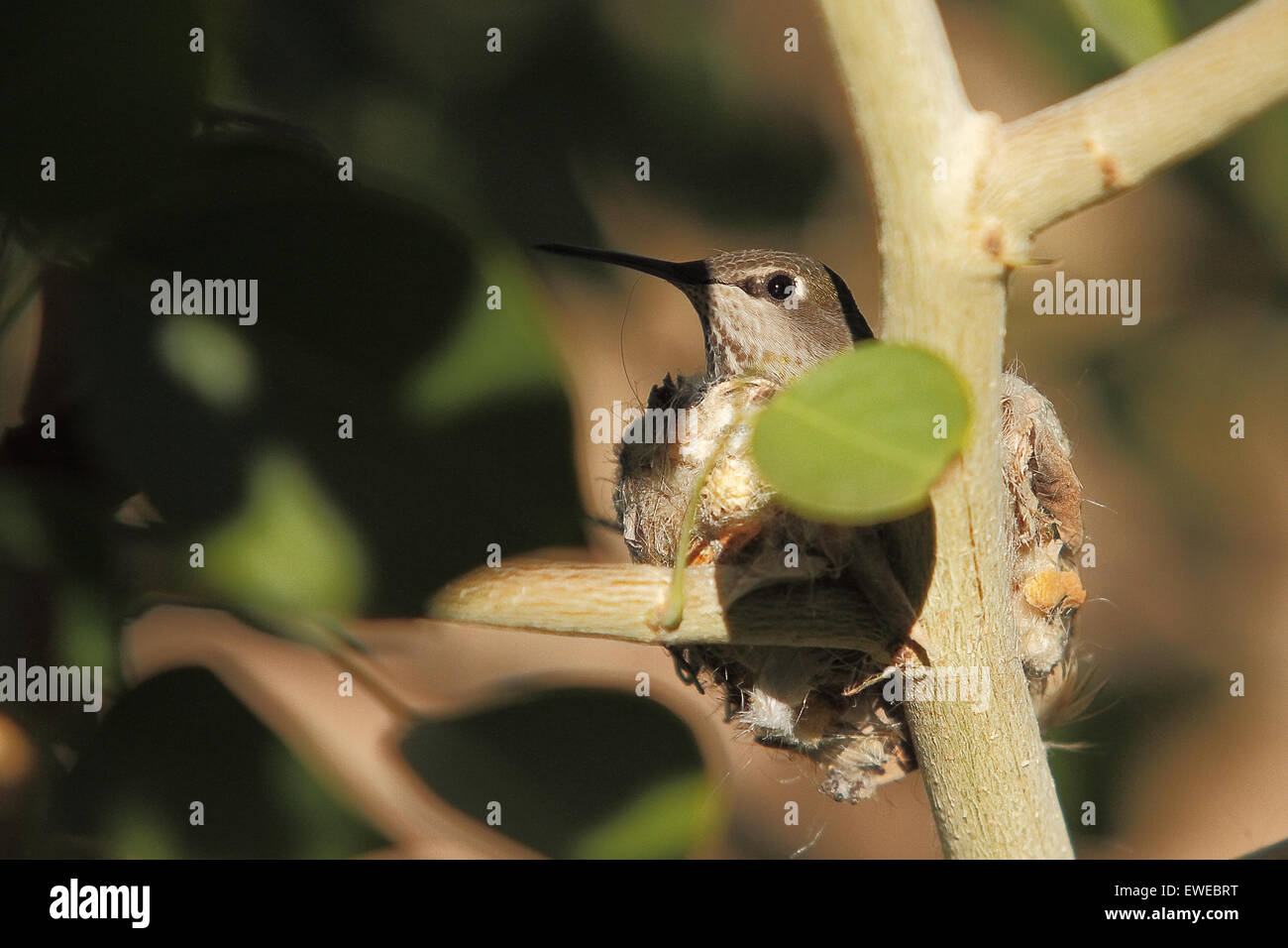 Fledgling hummingbird in nest hi-res stock photography and images - Alamy