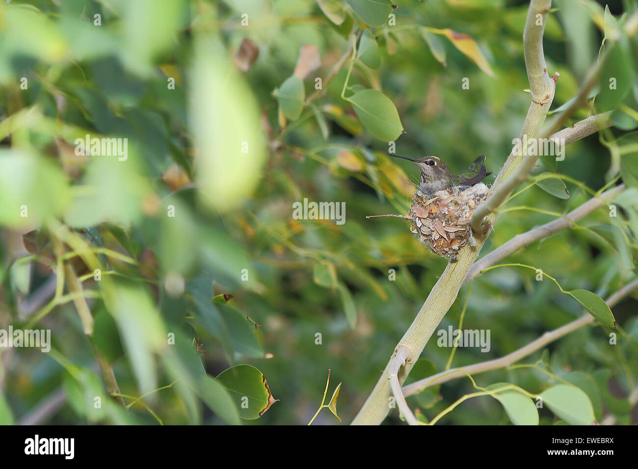 North American hummingbirds raising young fledglings in a nest Stock ...