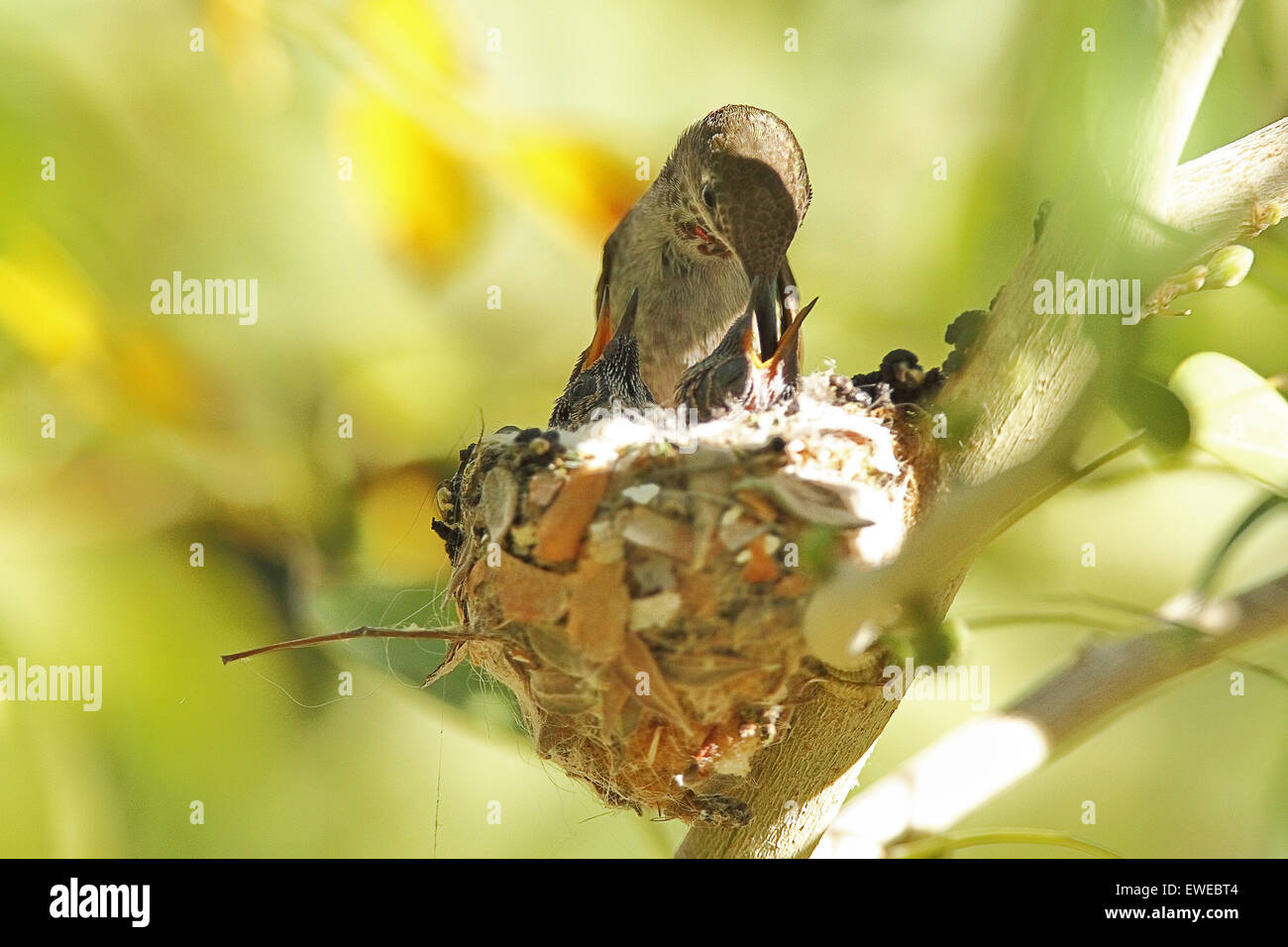 Fledgling hummingbird in nest hi-res stock photography and images - Alamy